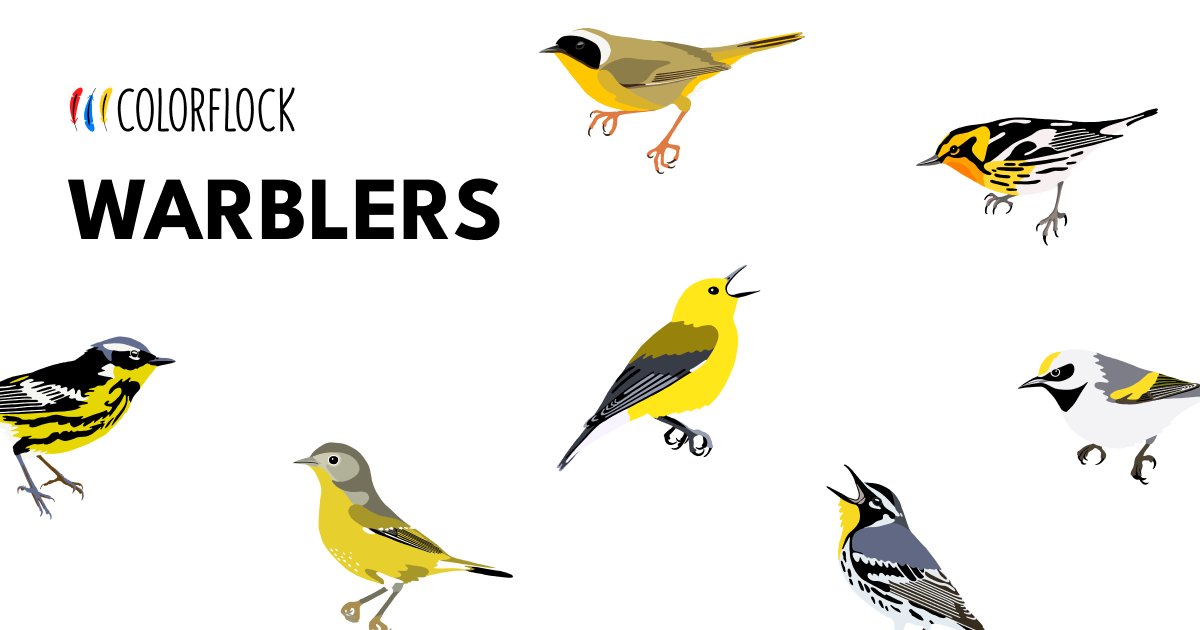 Warblers Shirts, Mugs, and More – Colorflock